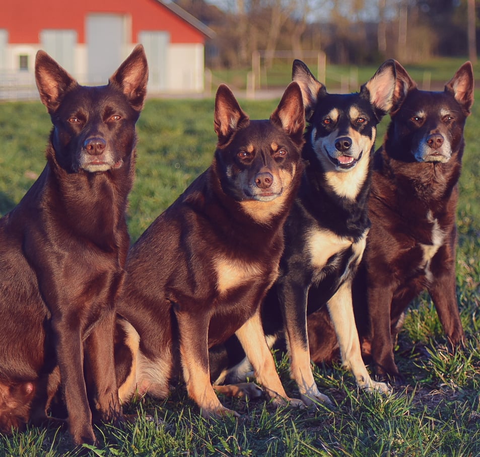 Australian Kelpie
